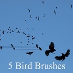 Birds Free Photoshop Brushes, Patterns & Vectors