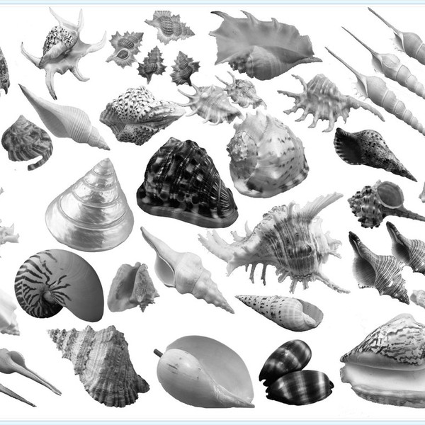 30+ Conch and Shell Photoshop Brushes - Photoshop brushes